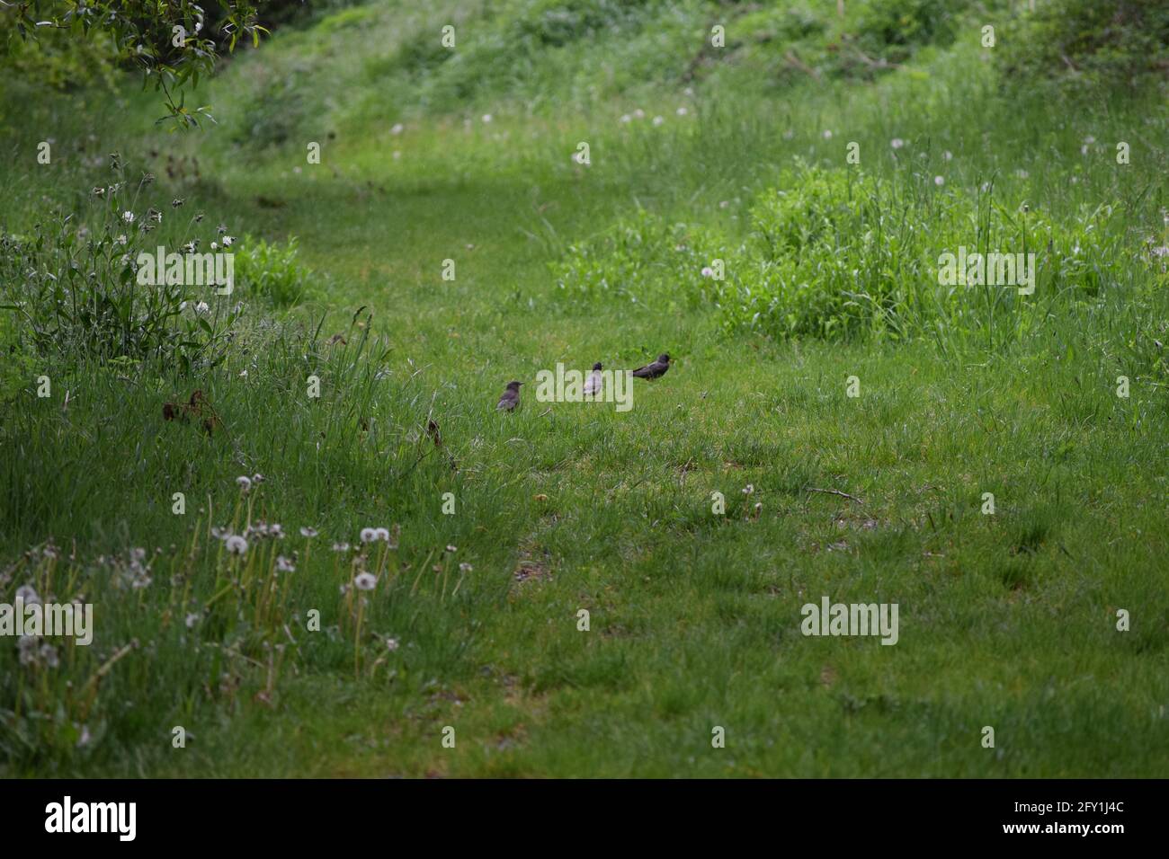 Starlings Worm hunting in the Rain Stock Photo - Alamy