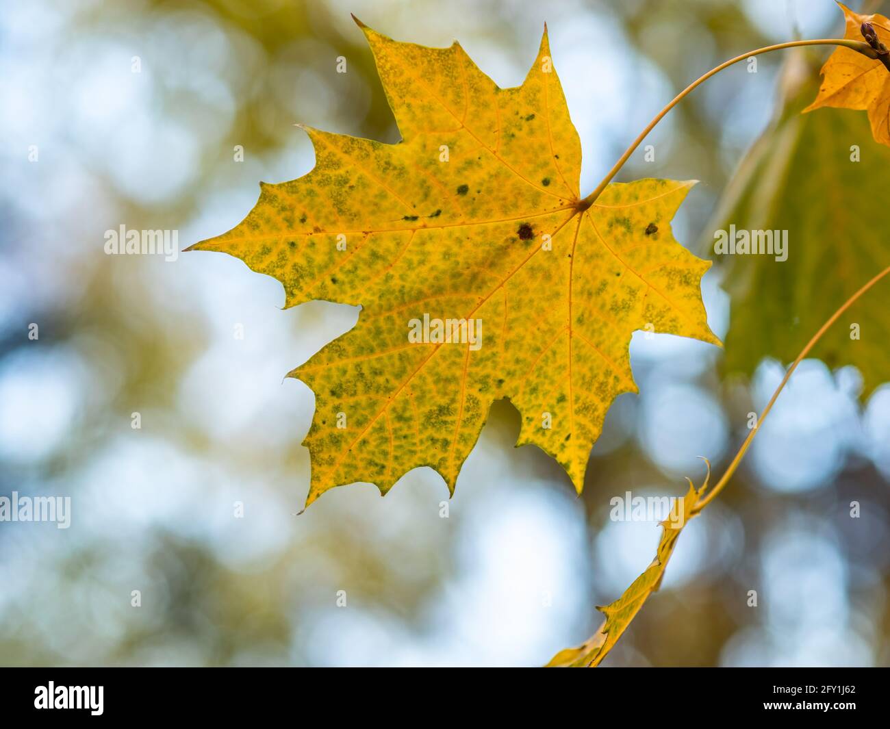 Maple branches with yellow leaves in autumn, in the light of sunset ...