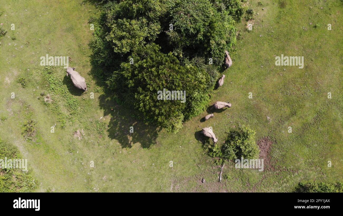Aerial top view of elephant walking in the forest full of dense ...