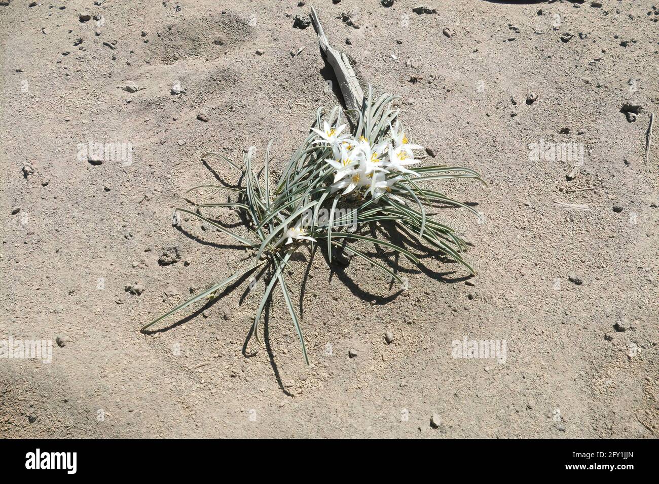 High angle view of blooming sand lily flowers Stock Photo - Alamy