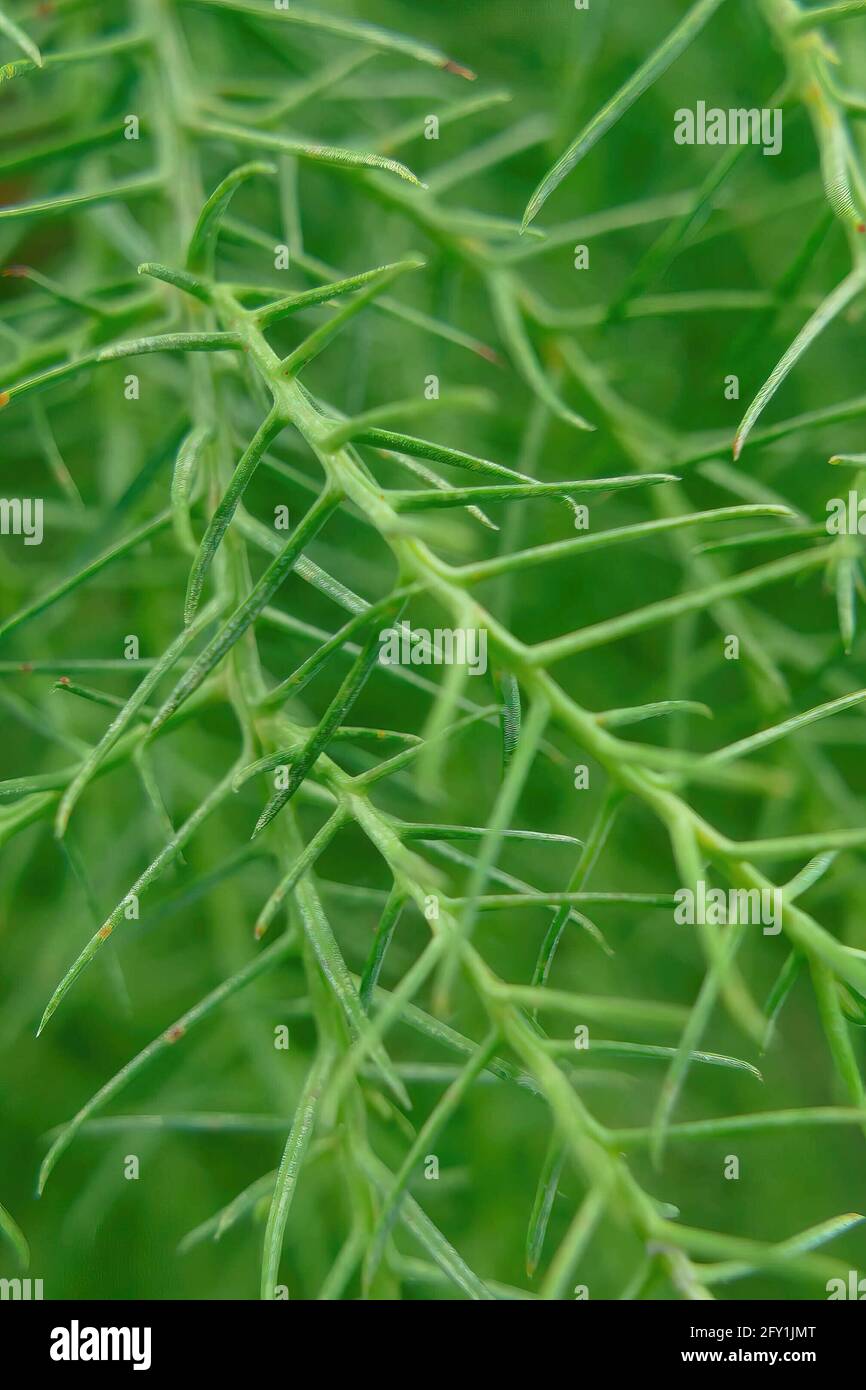 Branches of conifer new growth Stock Photo - Alamy