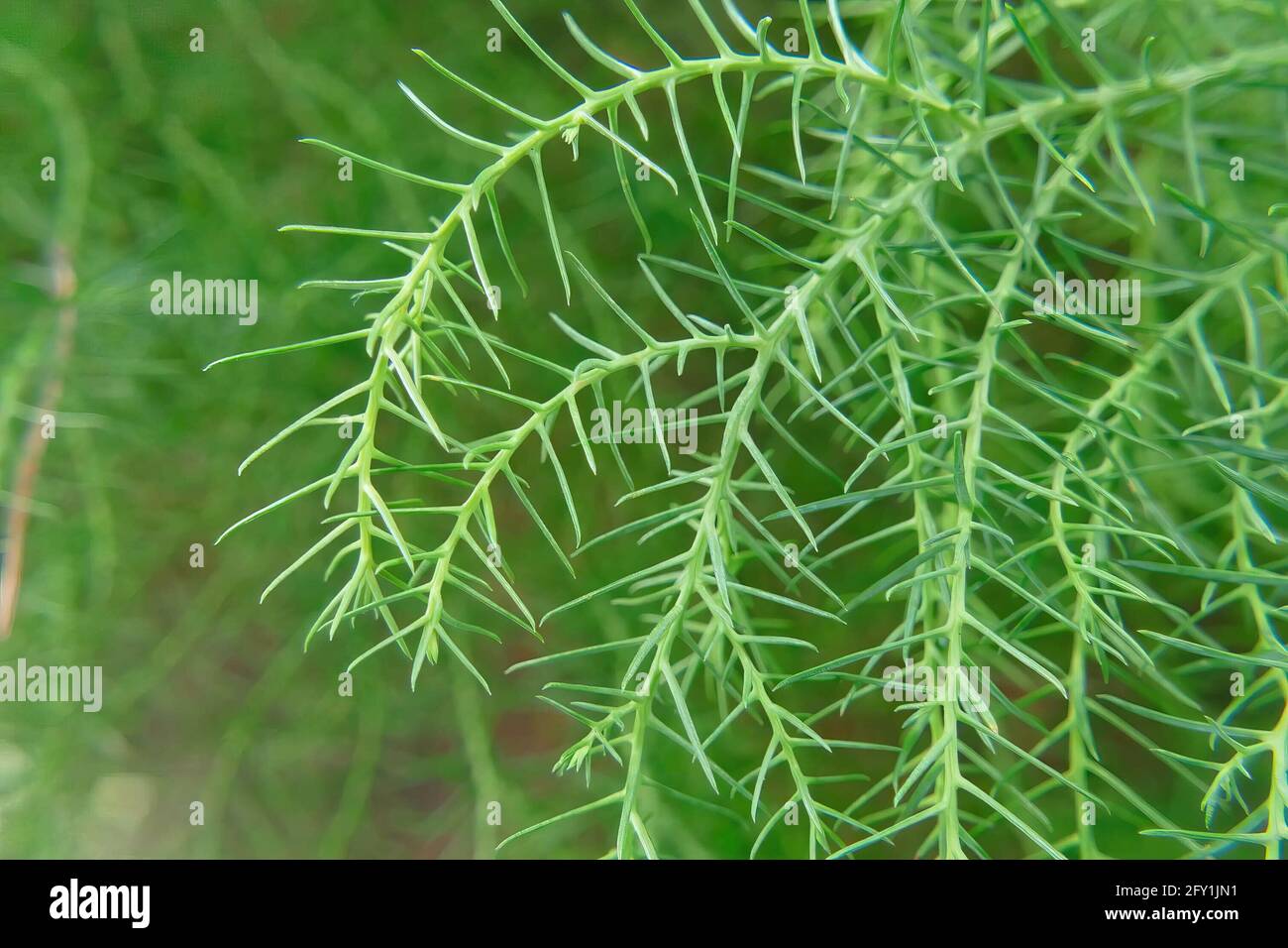 Closeup of young conifer branches growing on the tree Stock Photo - Alamy