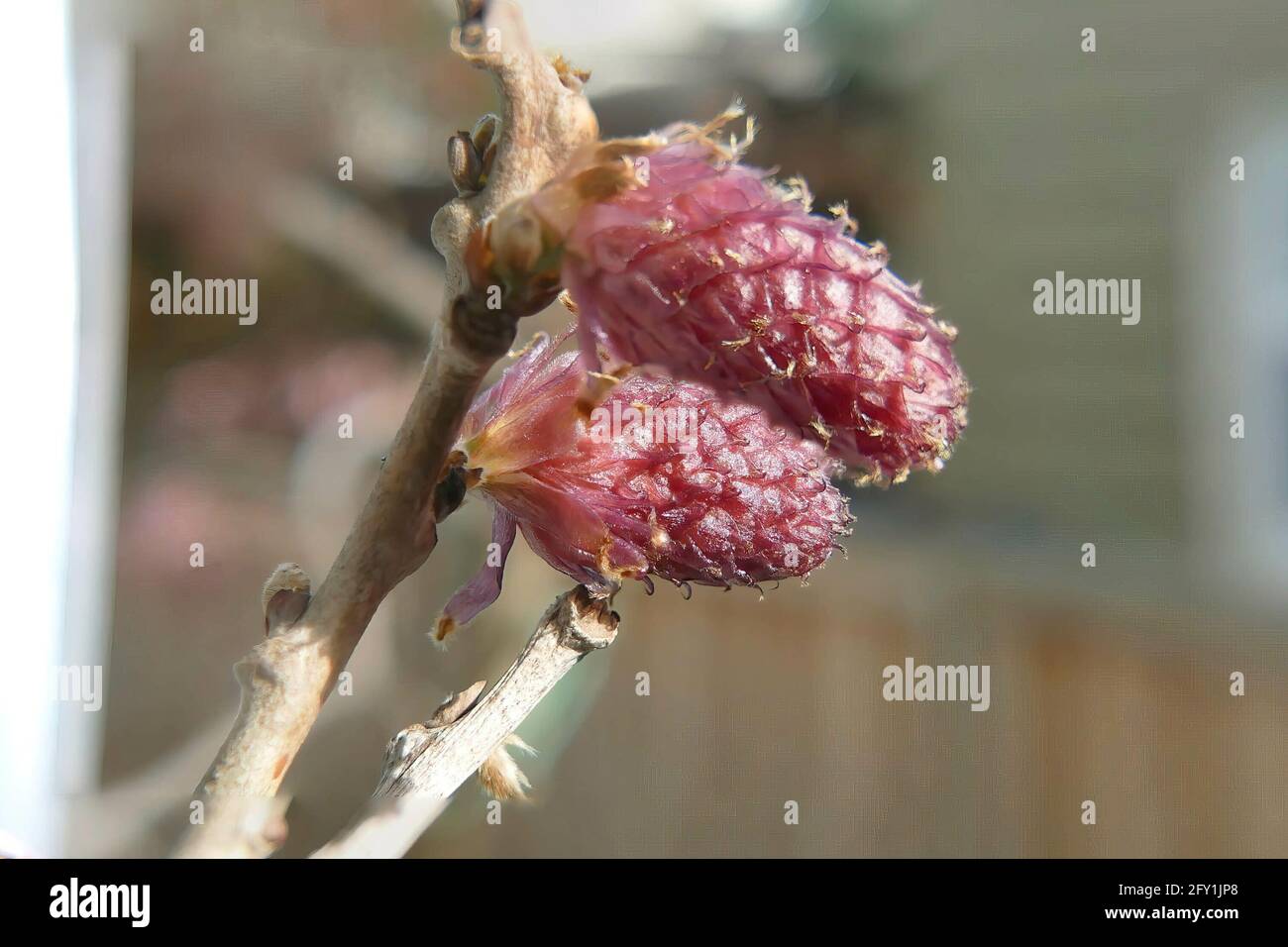 Wisteria buds hi-res stock photography and images - Alamy
