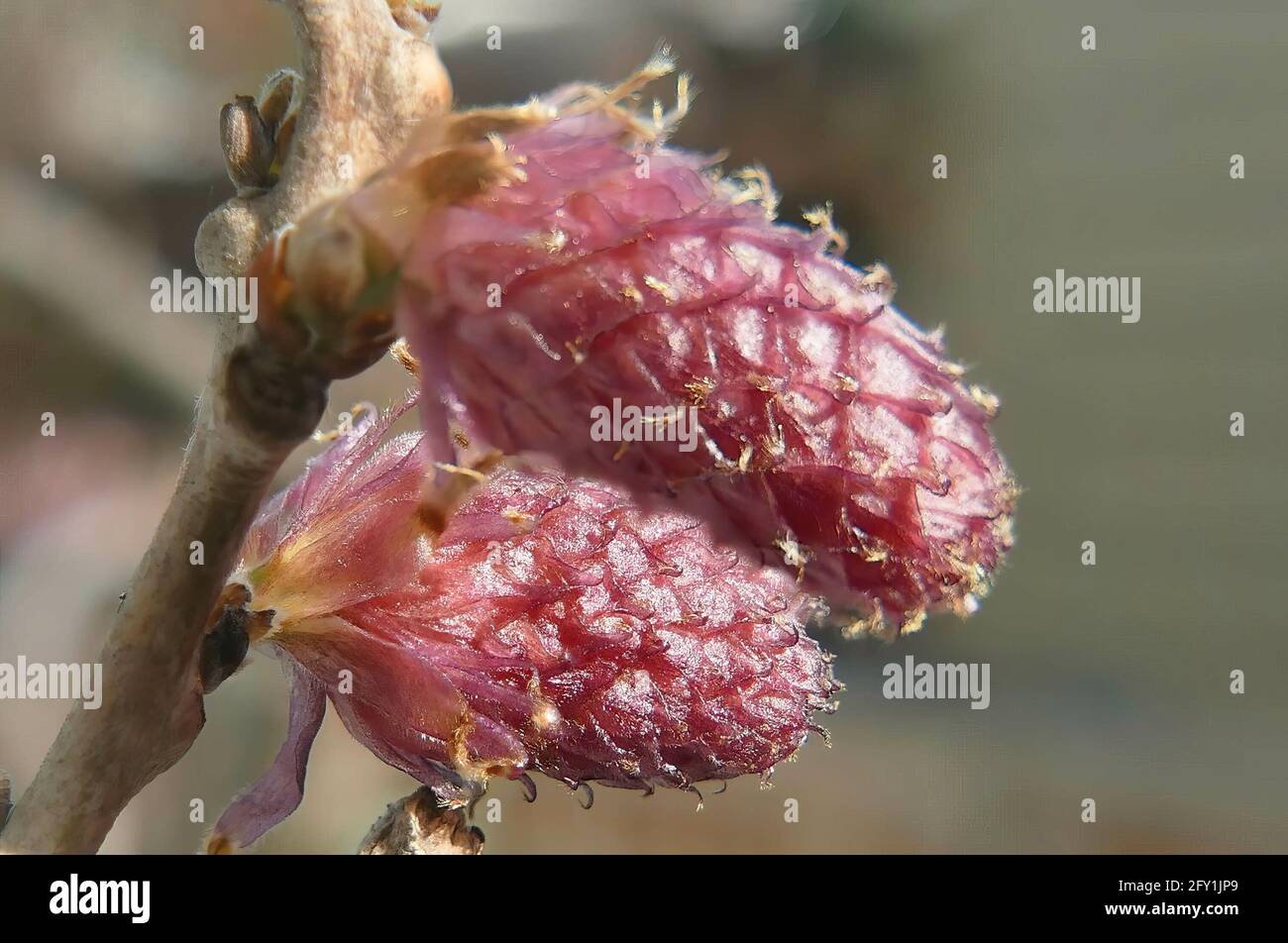 Wisteria buds hi-res stock photography and images - Alamy