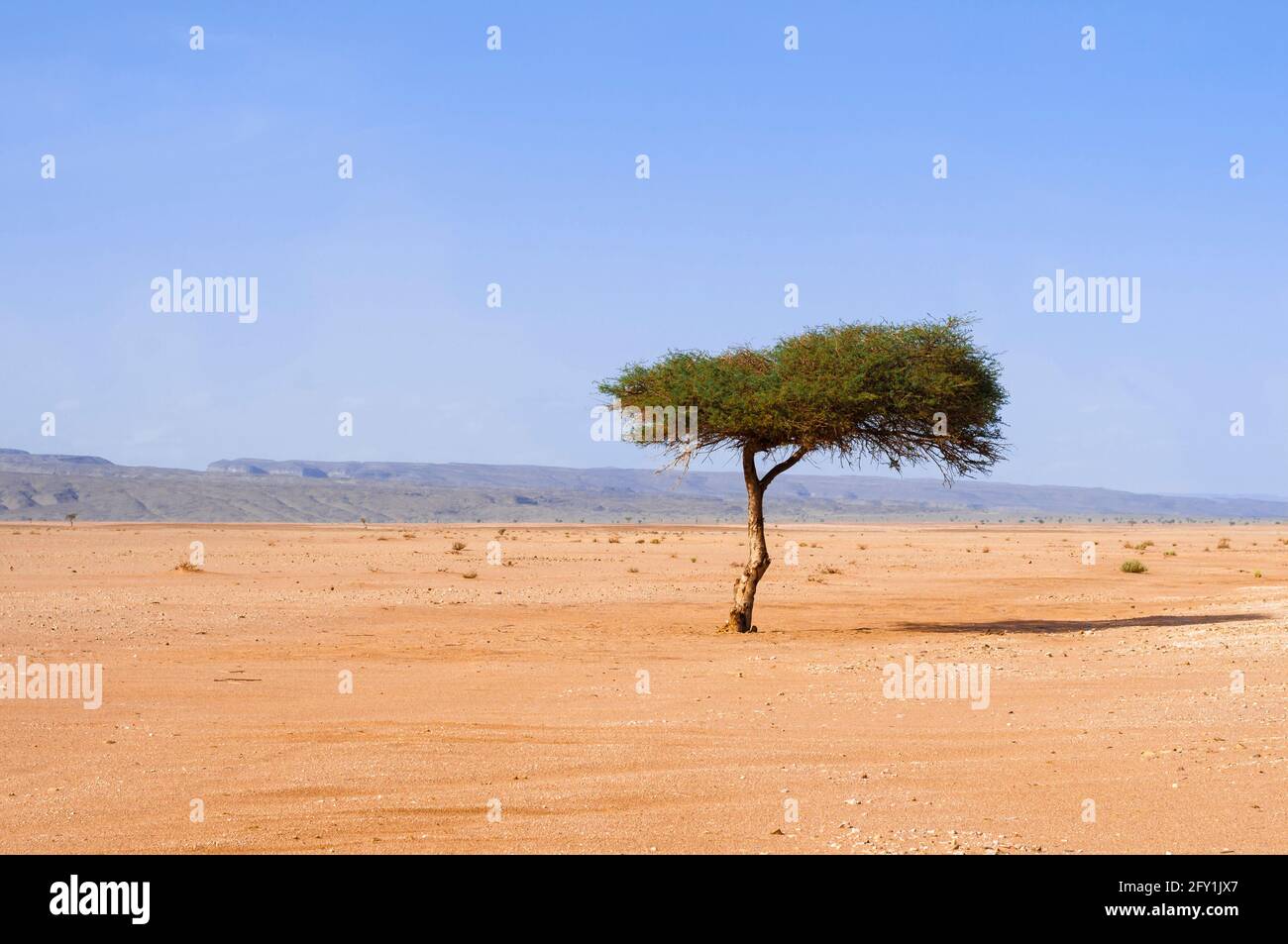 Single tree, acacia, in the Sahara, near the Lac Iriki salt lake ...