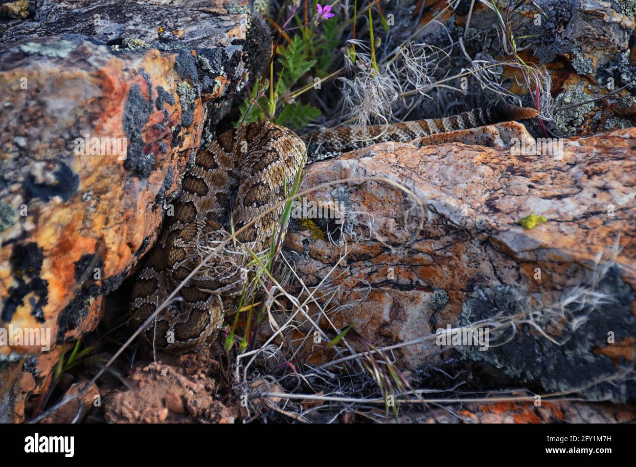 Great basin rattlesnake subspecies of Crotalus lutosus. Sitting ...
