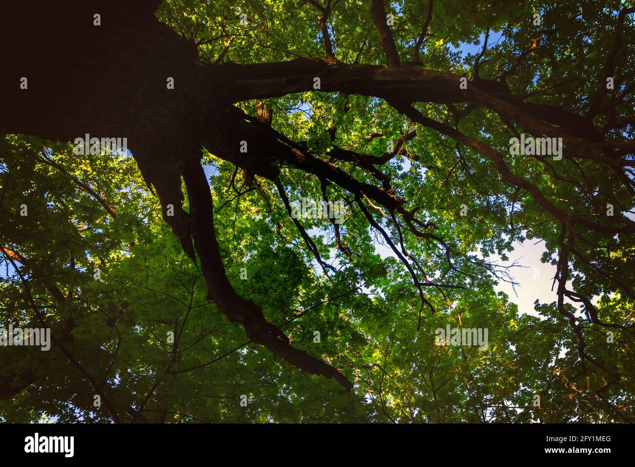 The trunk of an oak tree from the bottom and side views and its large ...