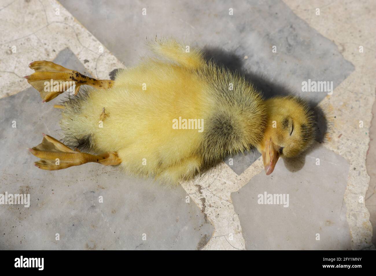 Mammal life cycle hi-res stock photography and images - Alamy