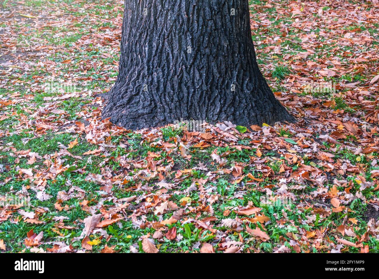 The base of the trunk of an old oak tree in autumn park. Orange, brown ...