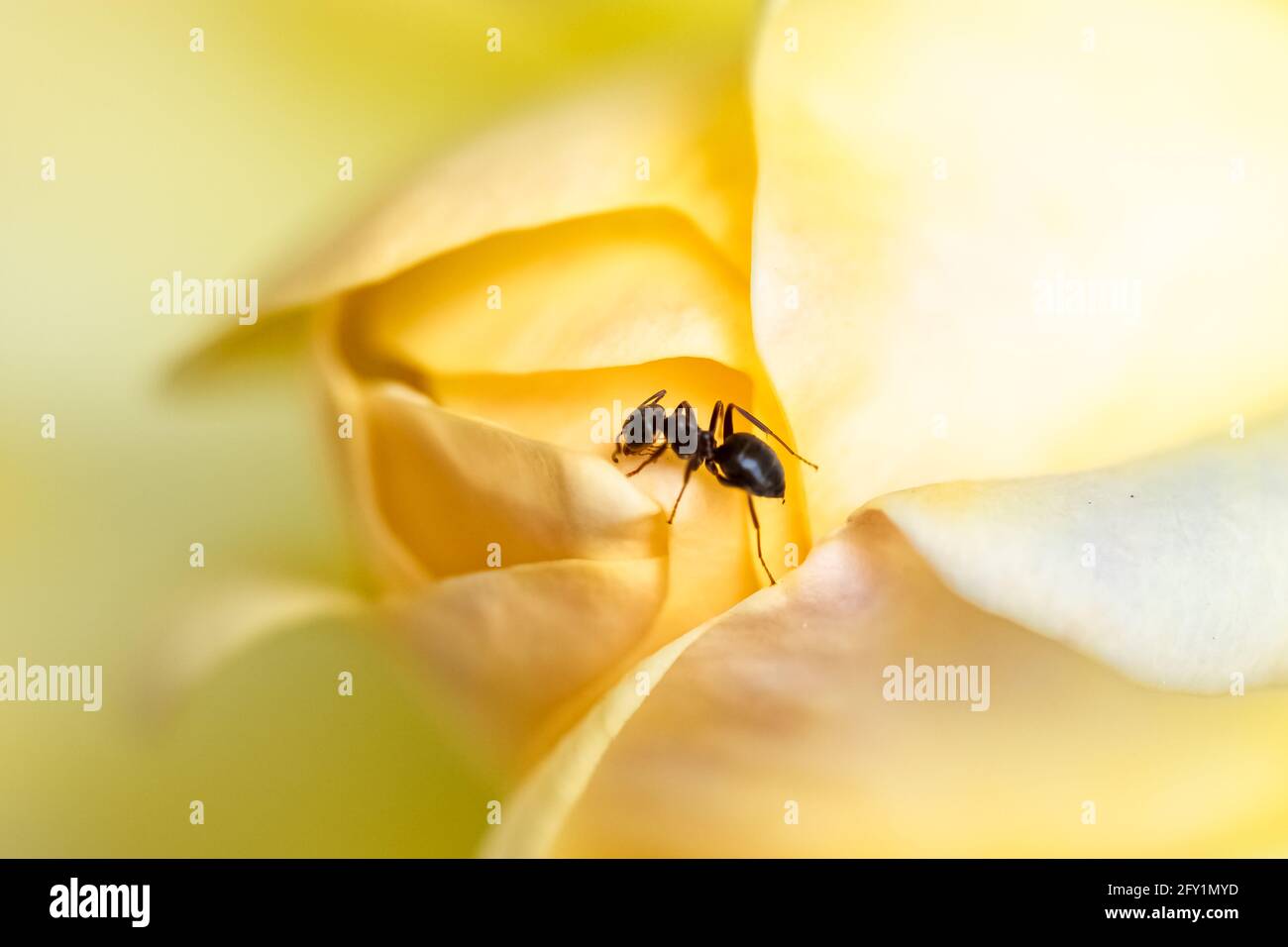Walking on rose petals hi-res stock photography and images - Alamy