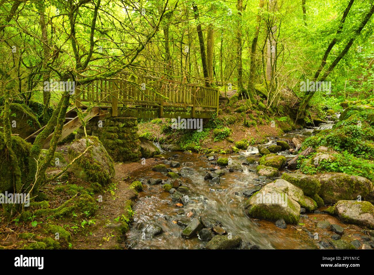 Beautiful and mystical forest in the Morvan area in Burgundy in france ...