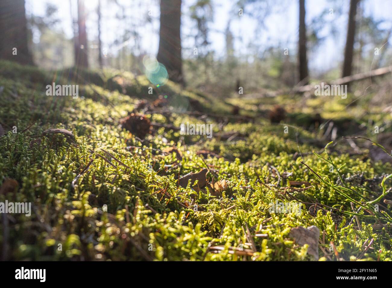 Delicate, soft, bright green moss under the scattered rays of the sun ...