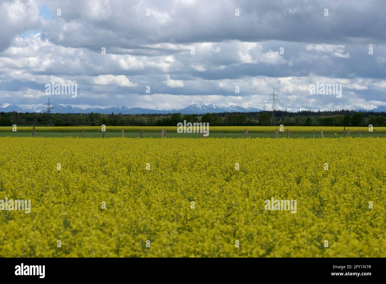In the middle of a flowering, yellow Rapeseed field with dramatic, dark ...