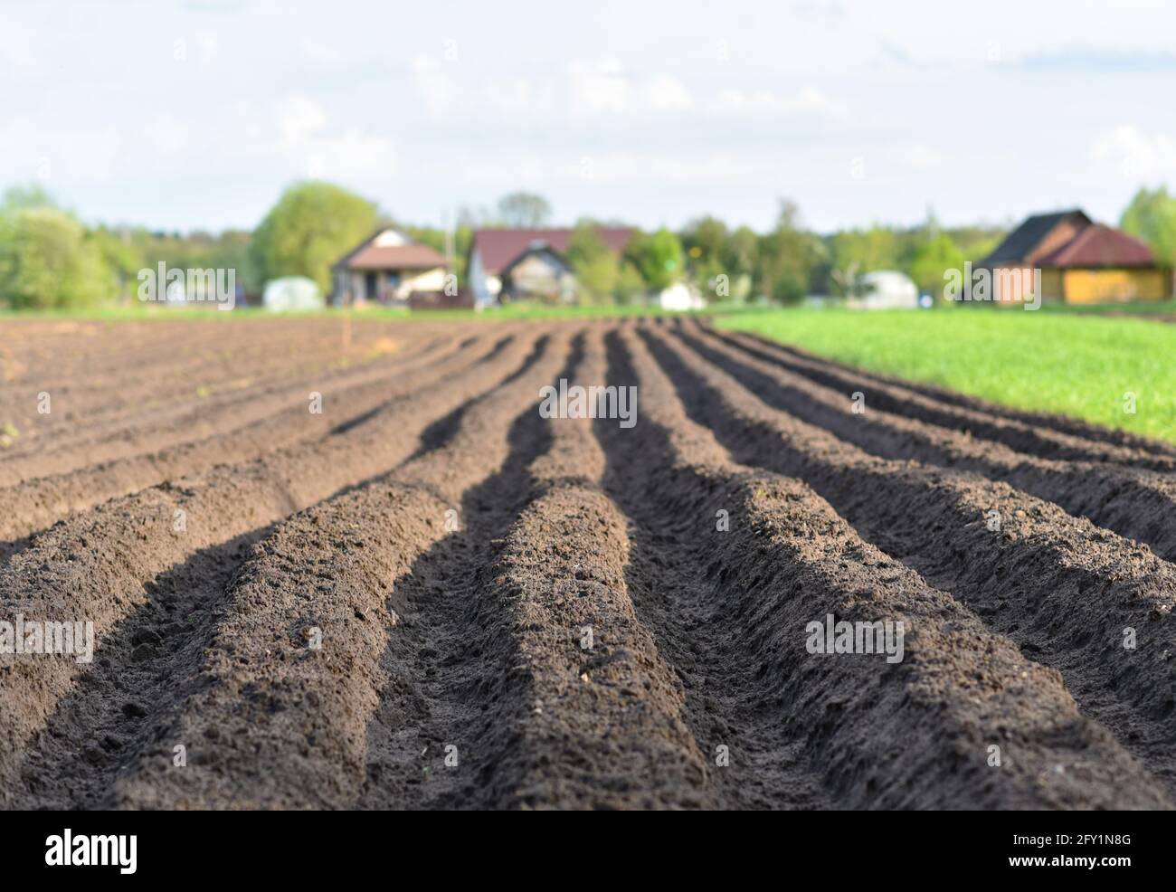 Field furrows on potato hi-res stock photography and images - Alamy