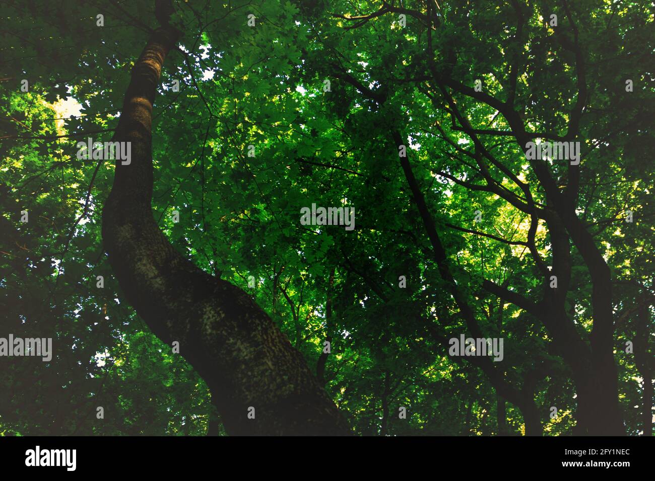 The crooked trunk of an oak tree from a lower angle in the forest ...