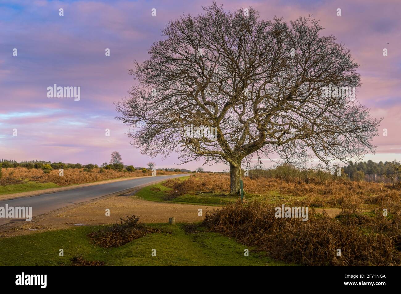 New forest ponies winter hi-res stock photography and images - Alamy