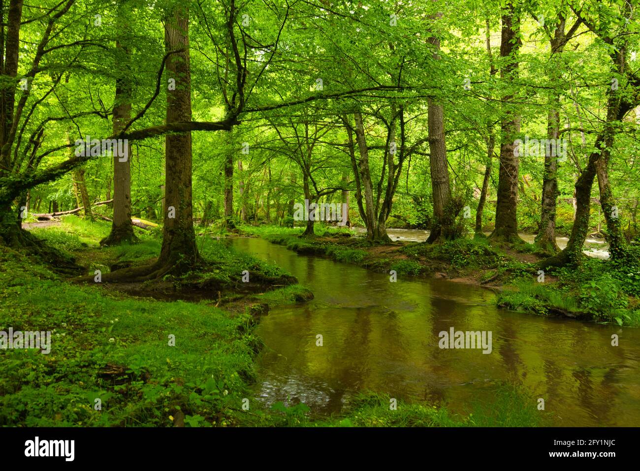 Beautiful and mystical forest in the Morvan area in Burgundy in france ...