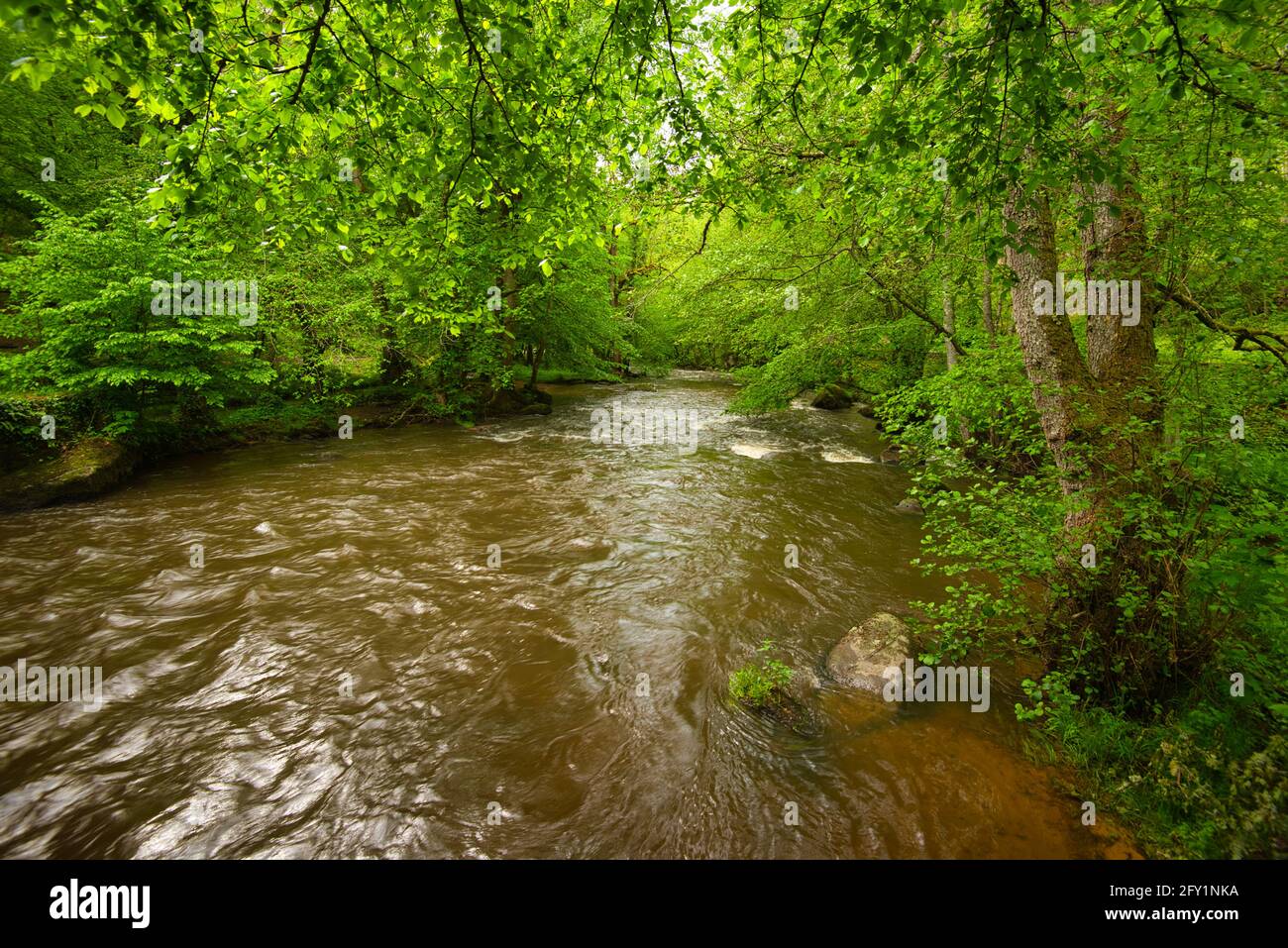 Beautiful and mystical forest in the Morvan area in Burgundy in france ...