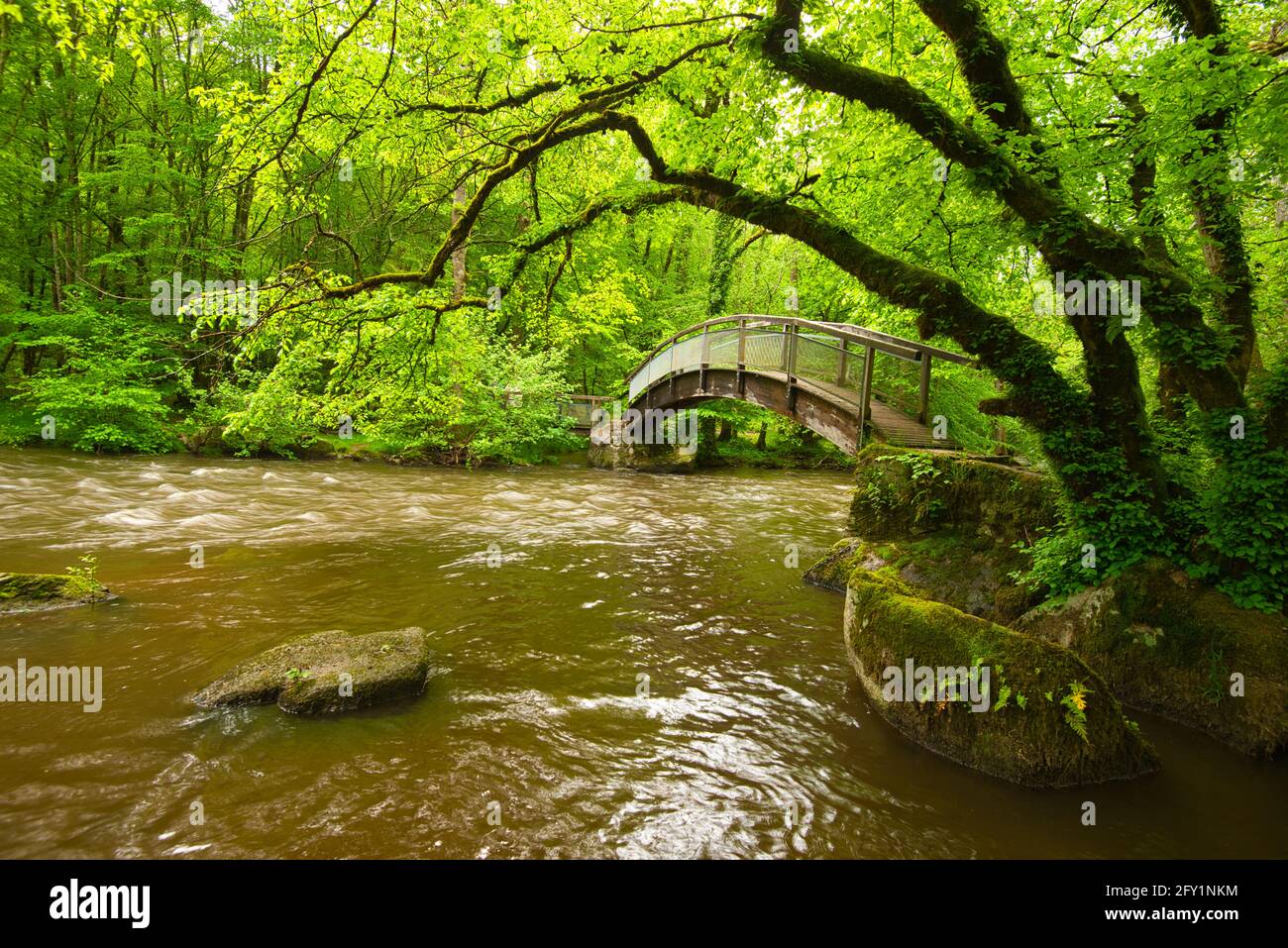 Beautiful and mystical forest in the Morvan area in Burgundy in france ...