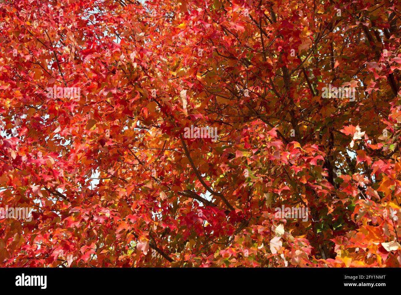 Autumn leaves outdoors tree hi-res stock photography and images - Alamy