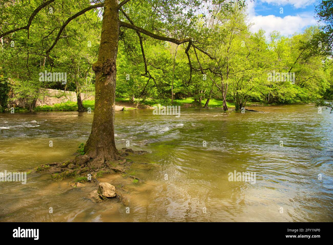 Beautiful and mystical forest in the Morvan area in Burgundy in france ...