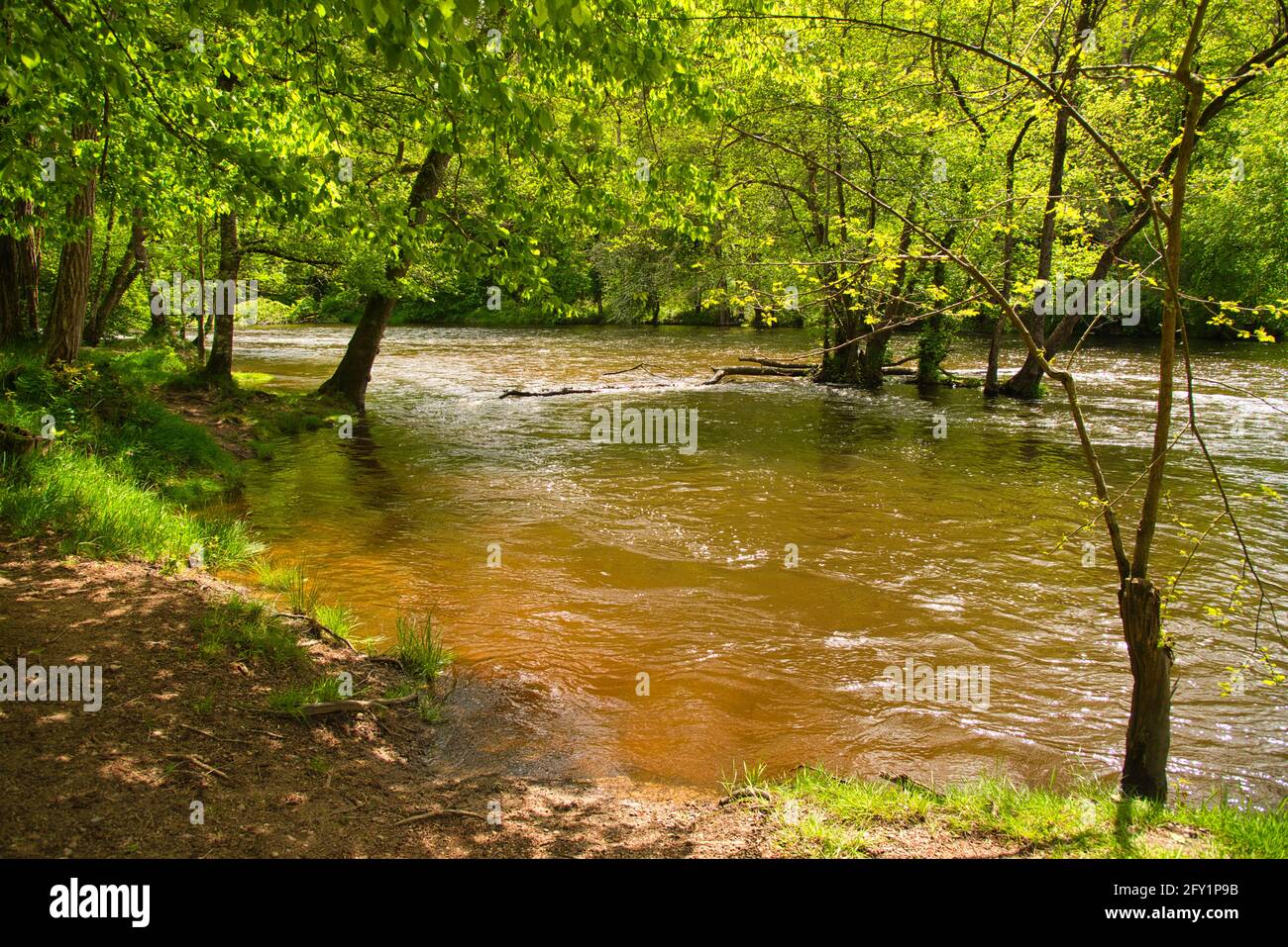 Beautiful and mystical forest in the Morvan area in Burgundy in france ...