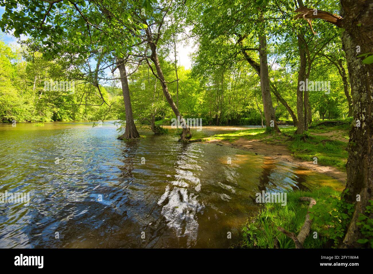Beautiful and mystical forest in the Morvan area in Burgundy in france ...