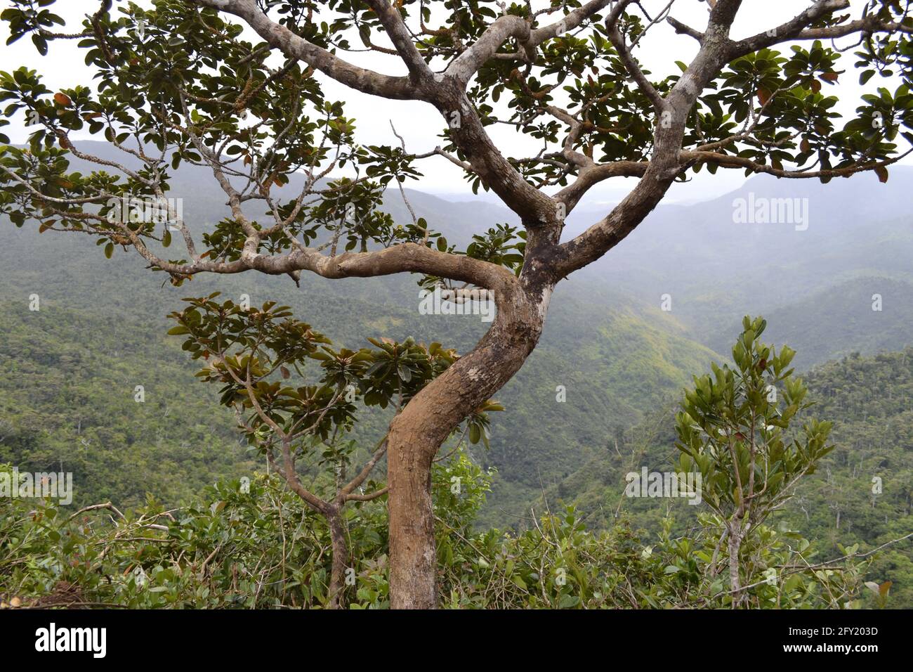 Beautiful landscape of the lush greeneries of the Alexandra falls gorge ...