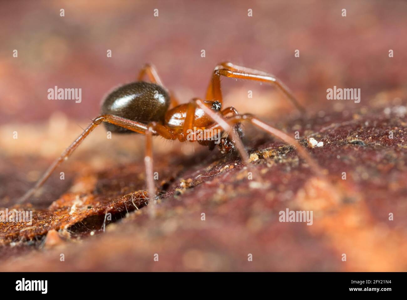 Dwarf sheet spider (Hypomma Stock Photo - Alamy