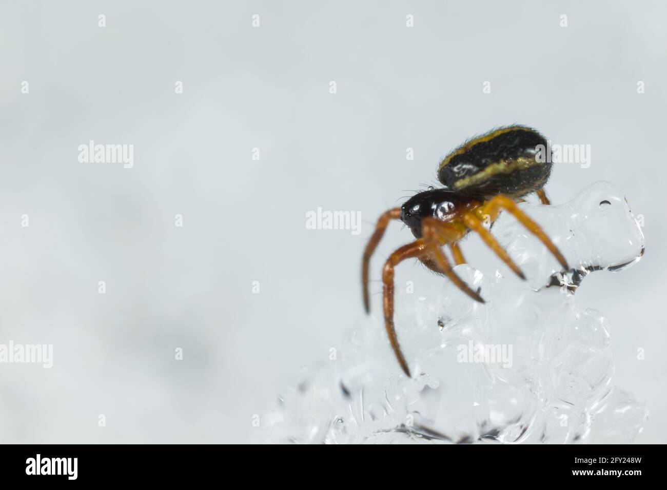 Striped orbweaver hi-res stock photography and images - Alamy
