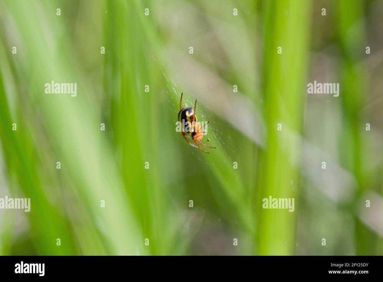 Orb-weaver (Hypsosinga pygmaea Stock Photo - Alamy