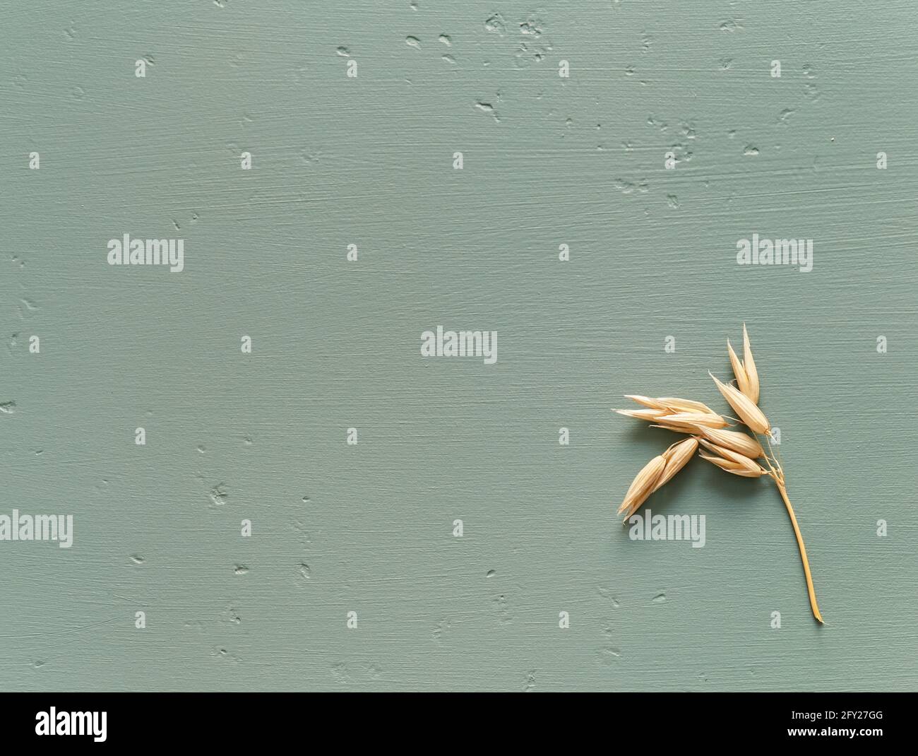 Ears of oat on blue background. Oats for oatmeal and granola Stock ...