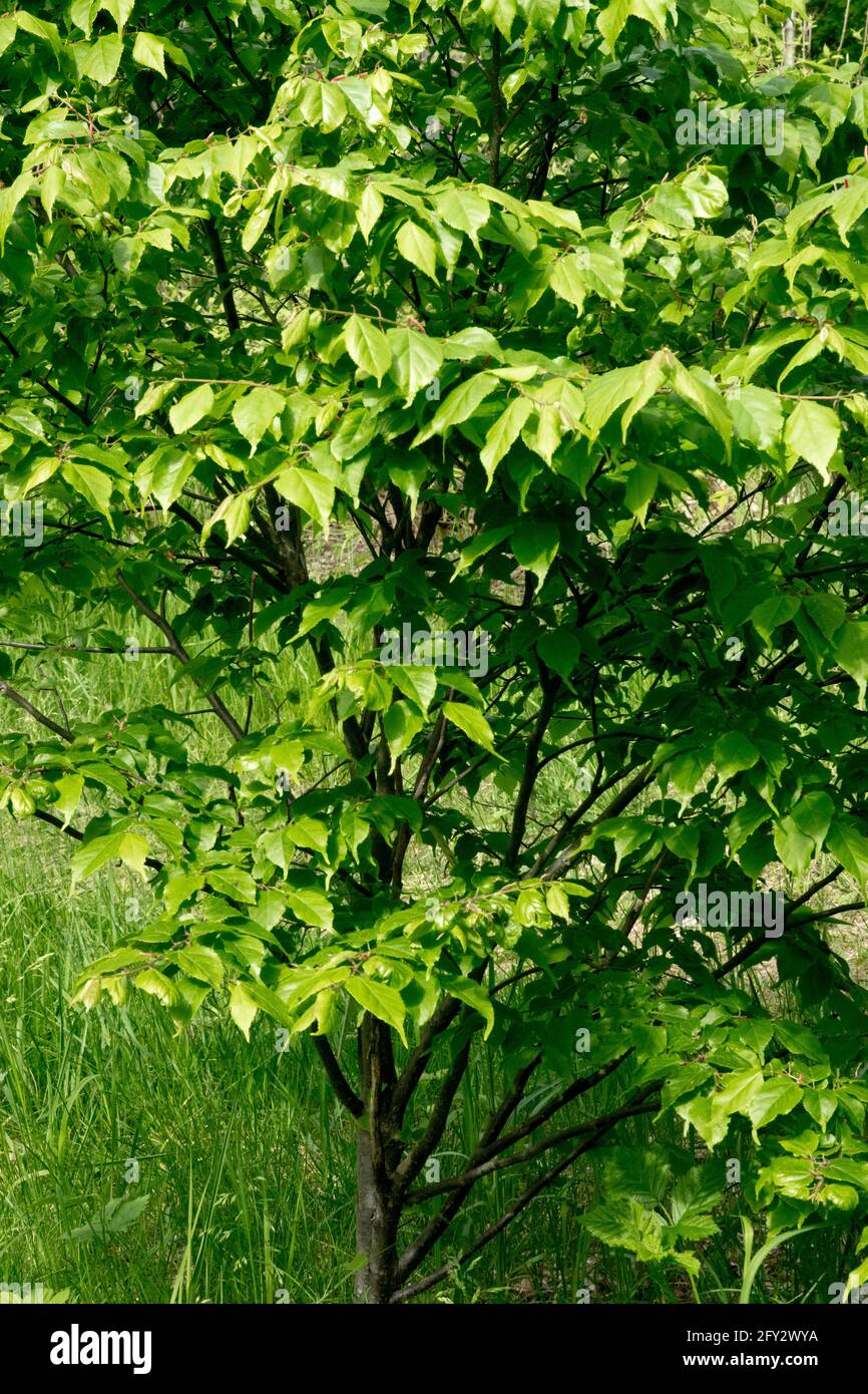 Japanese Lime Tilia kiusiana Japanese Lime Tree Linden Leaves Lime ...