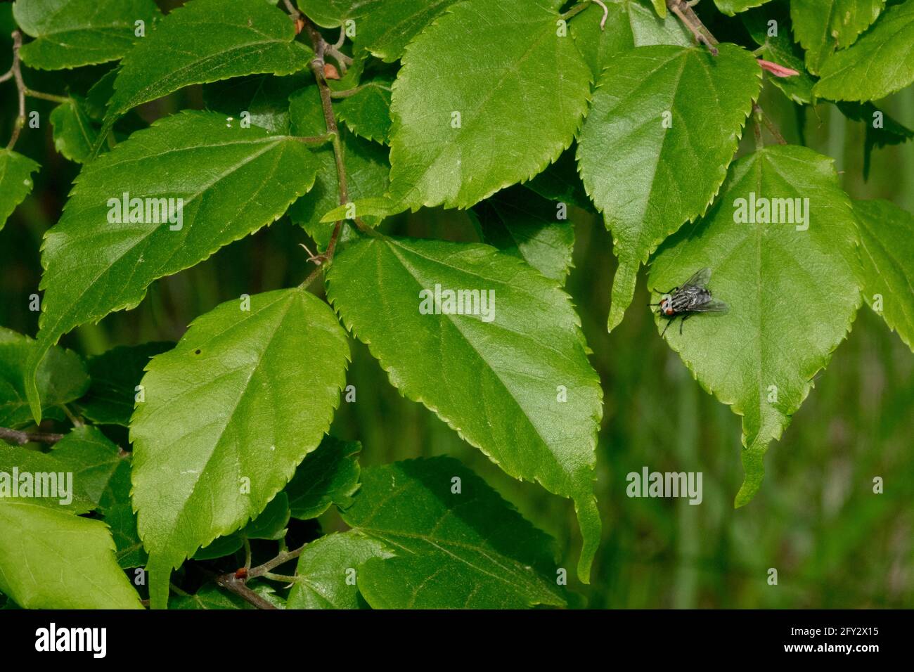 Japanese Lime Tilia kiusiana Japanese Lime Tree Linden Leaves Lime ...