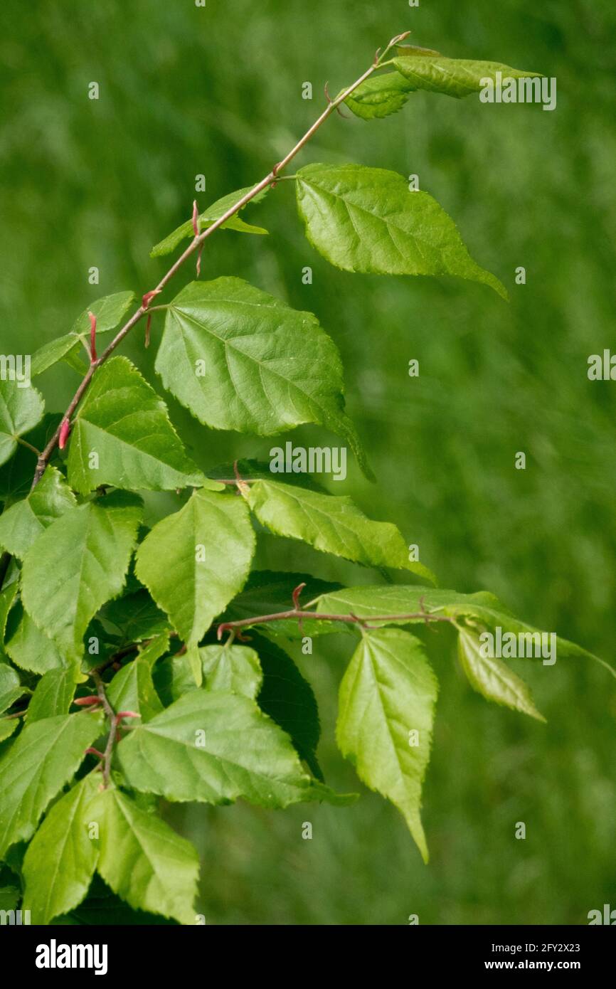 Japanese Lime Tilia kiusiana Japanese Lime Tree Linden Leaves Lime ...