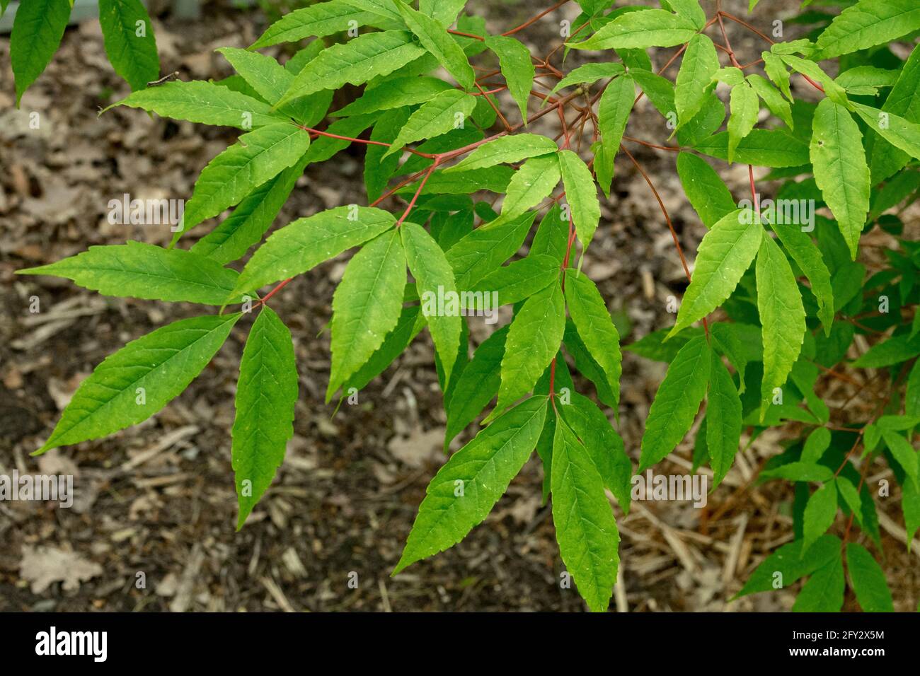 Manchurian maple hi-res stock photography and images - Alamy