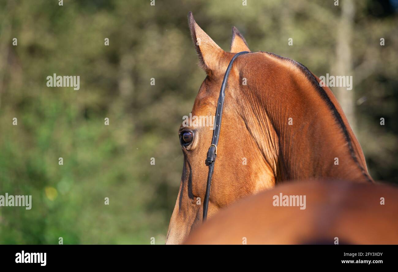Back view close hi-res stock photography and images - Alamy