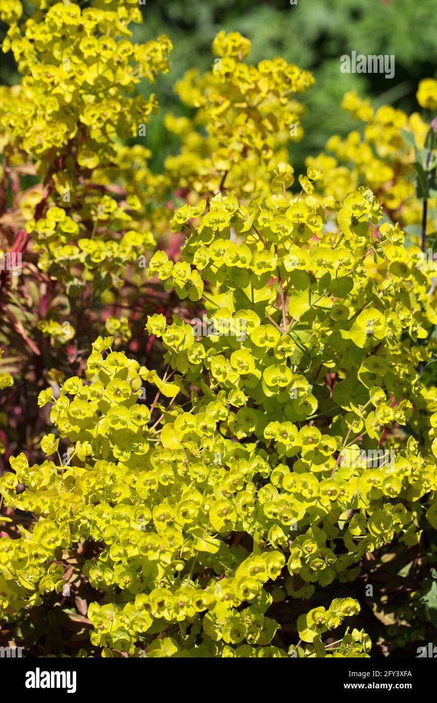 Purple wood spurge hi-res stock photography and images - Alamy