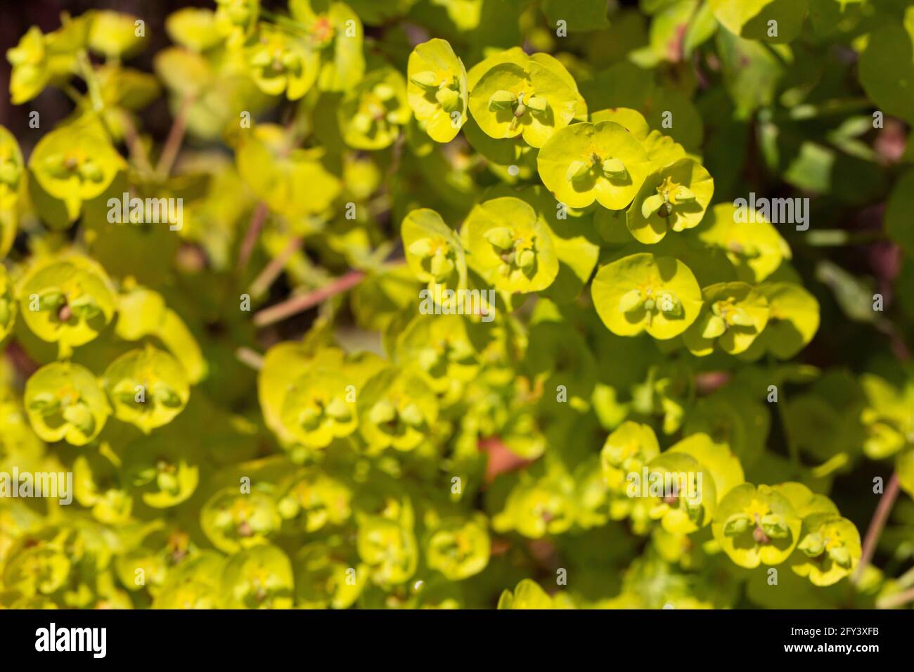Euphorbia purpurea - purple wood spurge Stock Photo - Alamy