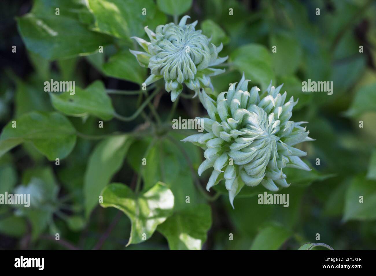 Duchess of edinburgh flowers hi-res stock photography and images - Alamy