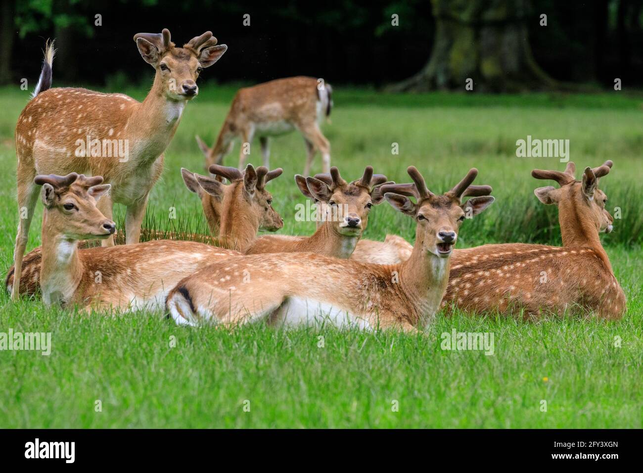 Fallow deer velvet antlers hi-res stock photography and images - Alamy
