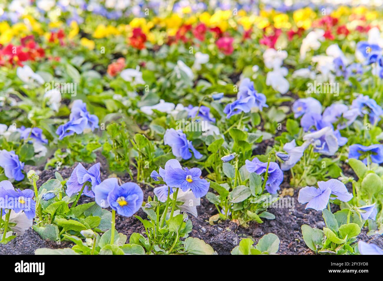 Flowerbed with multi-colored violets as a background. Selective focus ...