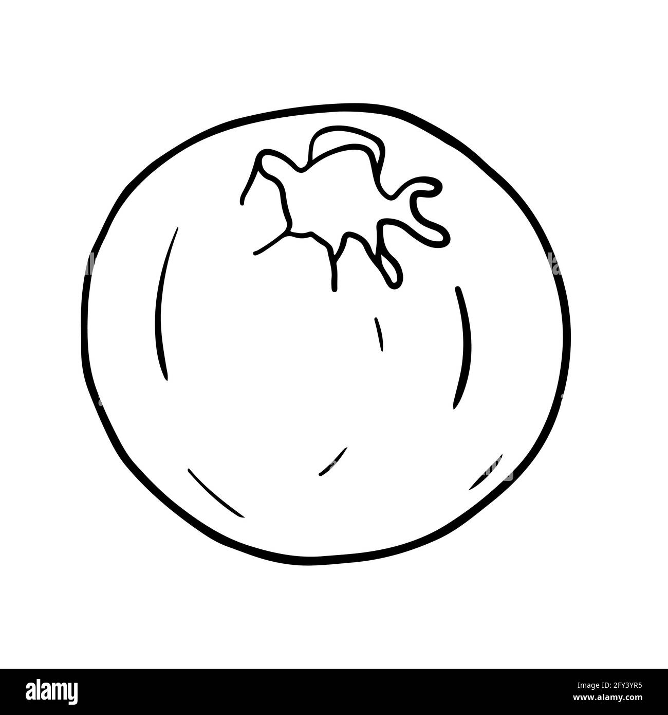Hand drawn blueberry vector Black and White Stock Photos & Images - Alamy