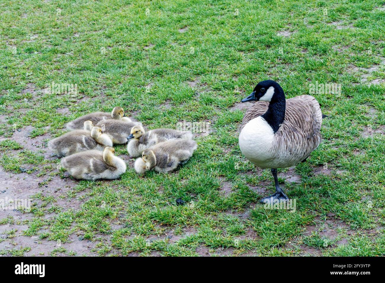 Canada geese chicks branta hi-res stock photography and images - Alamy