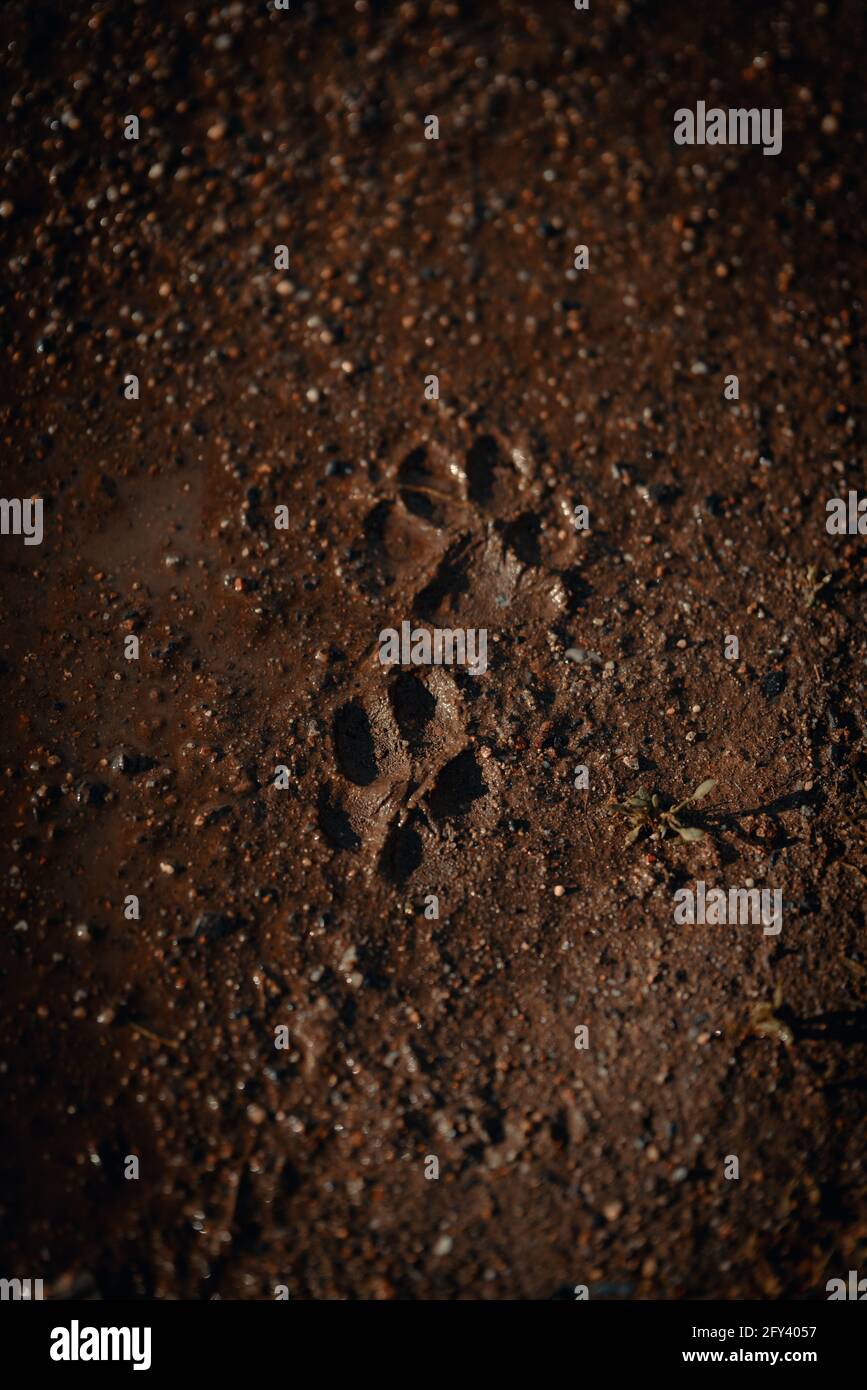 Family footsteps hi-res stock photography and images - Alamy