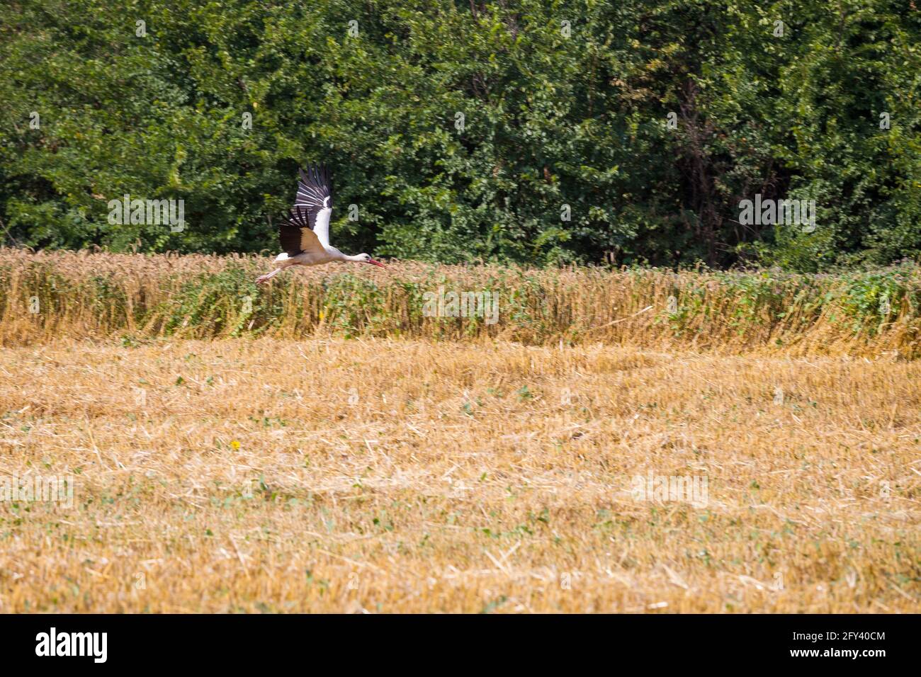 Storks in search of food in freshly harvested wheat fields Stock Photo ...