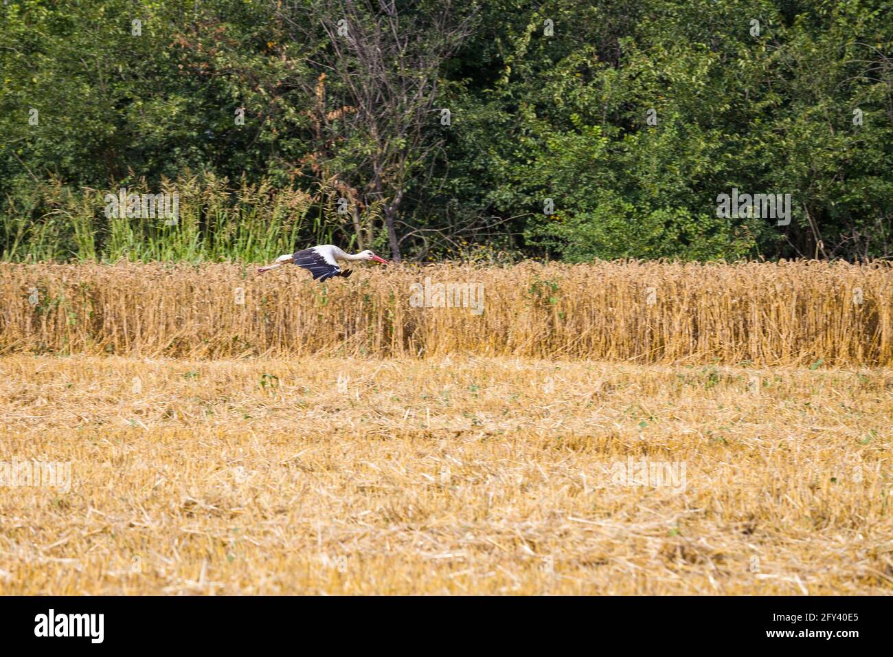 Storks in search of food in freshly harvested wheat fields Stock Photo ...