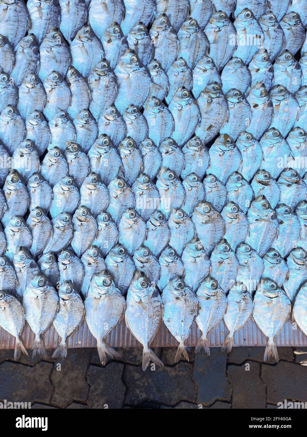 Dry Fish,dried silver belly fish or Kerala pony fish arranged ...