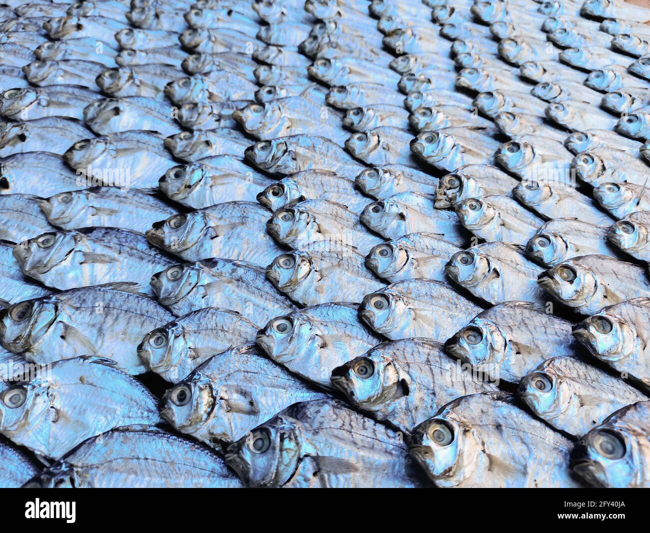 Dry Fish,dried silver belly fish or Kerala pony fish arranged ...