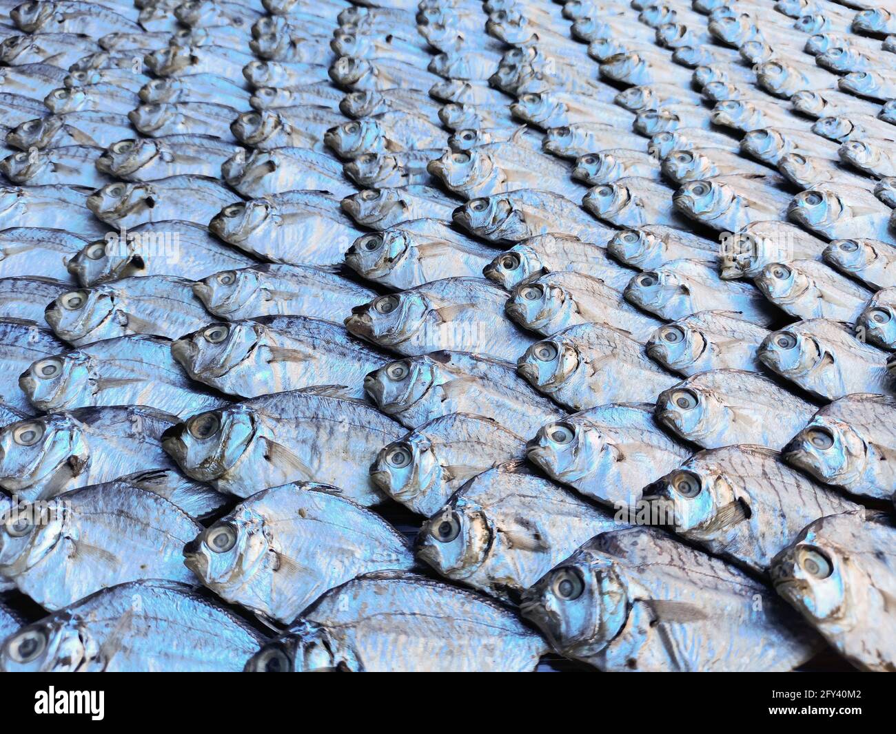 Dry Fish,dried silver belly fish or Kerala pony fish arranged ...